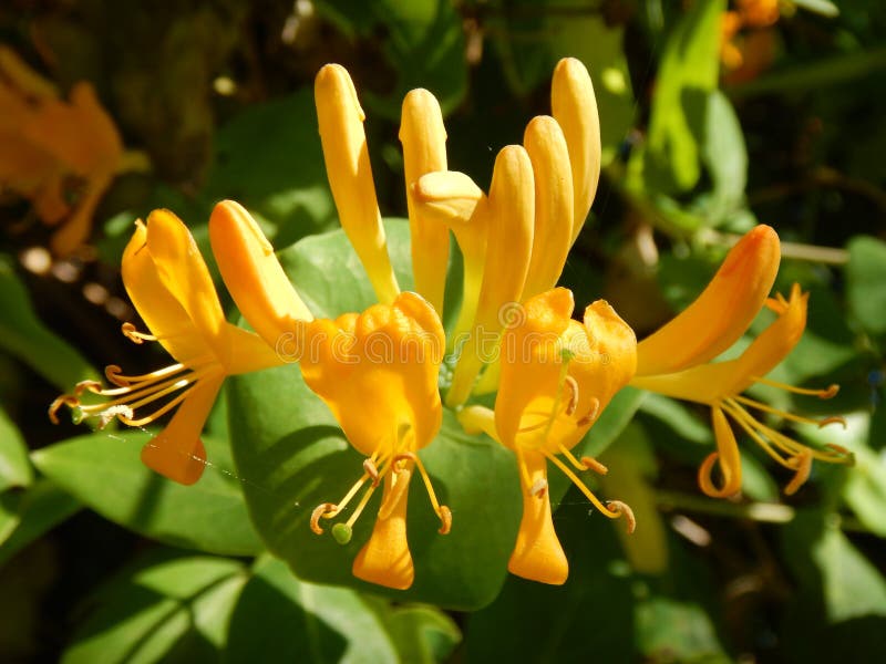 Beautiful Yellow Tree in Blossom Stock Image - Image of bloom, colorful ...