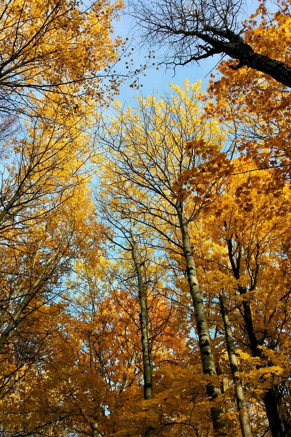 Beautiful Yellow Trees in Autumn Forest. Stock Image - Image of fall ...