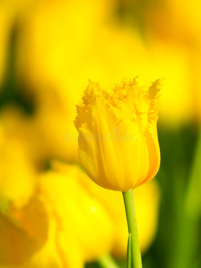 Beautiful Yellow Tulip Flower Blooming in Spring Stock Photo - Image of ...