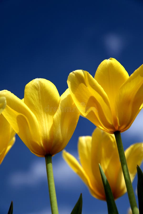 Beautiful Yellow Tulips stock photo. Image of beautiful - 14112152