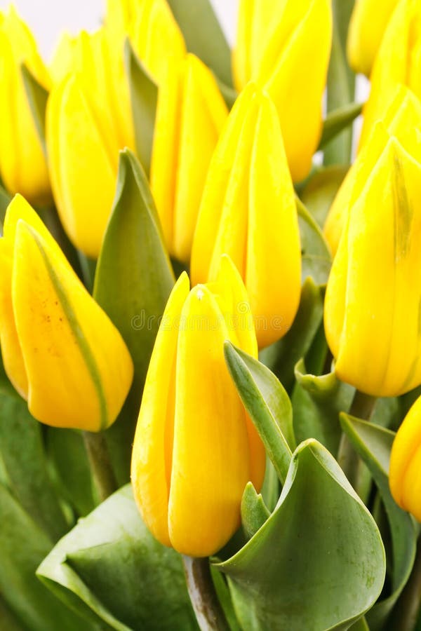 Beautiful yellow tulips stock image. Image of large, gift - 16563179
