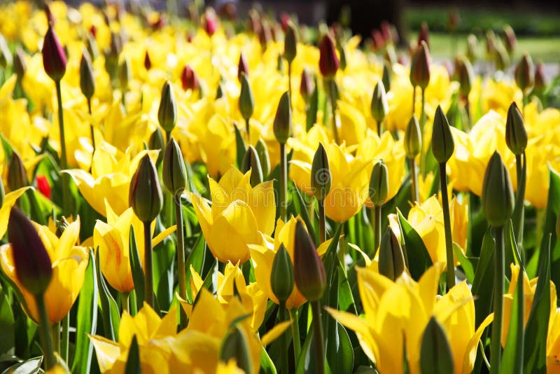 Beautiful Yellow Tulips Blooming in the Garden. Stock Photo - Image of ...