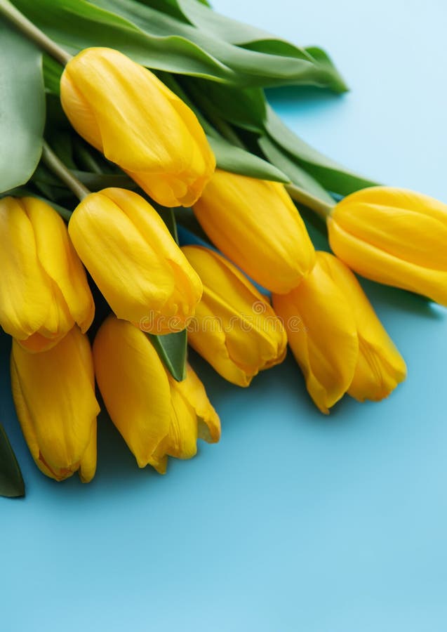 Beautiful Yellow Tulips on a Blue Background Stock Image - Image of ...