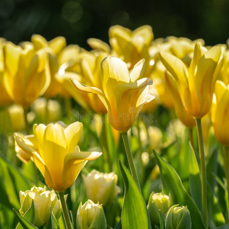 Beautiful Yellow Tulips in Bright Sunlight Stock Image - Image of ...