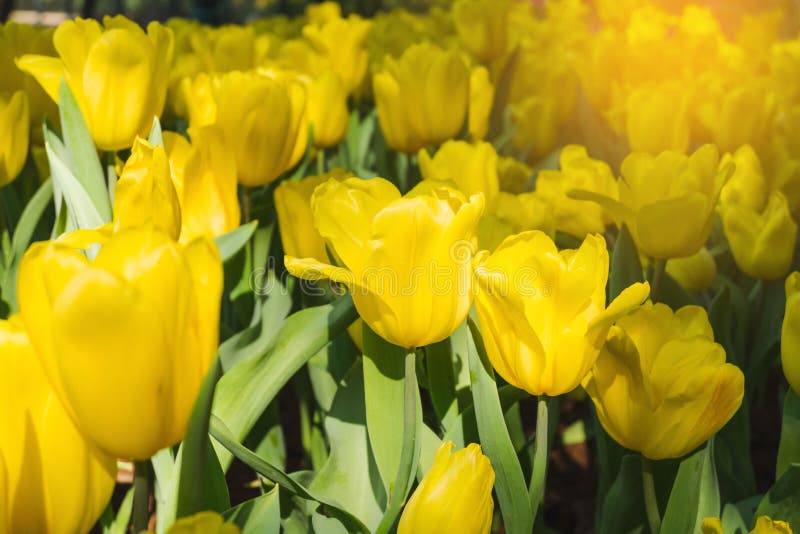 Beautiful Yellow Tulips in a Floral Garden . Stock Image - Image of ...