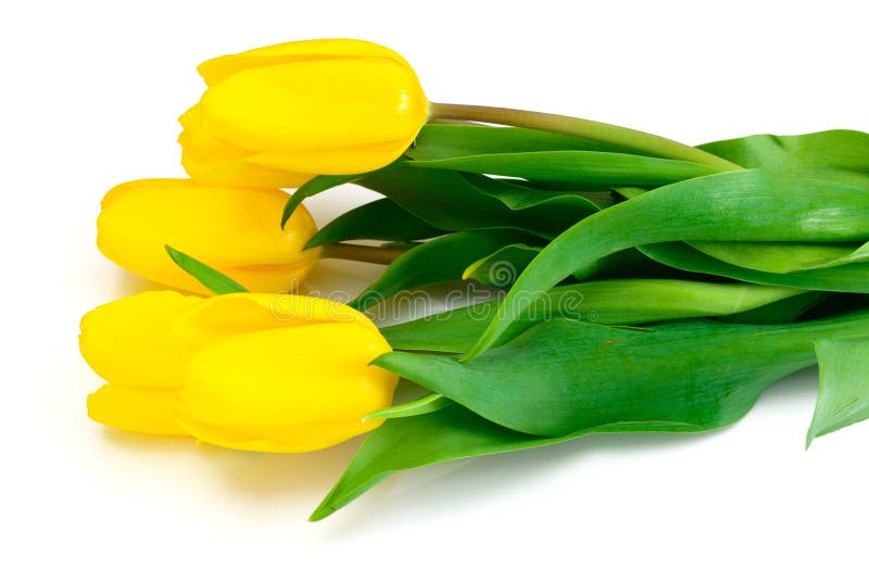 Beautiful Yellow Tulips Isolated Stock Image - Image of beauty ...