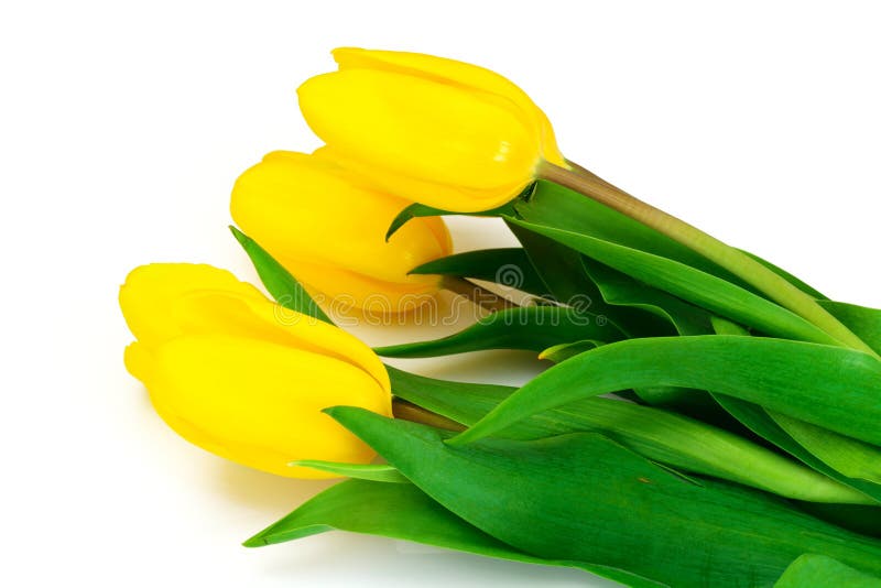 Beautiful Yellow Tulips Isolated Stock Photo - Image of flores, plant ...