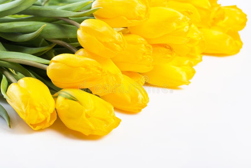 Pastel Yellow Roses with Droplets Background Stock Image - Image of ...