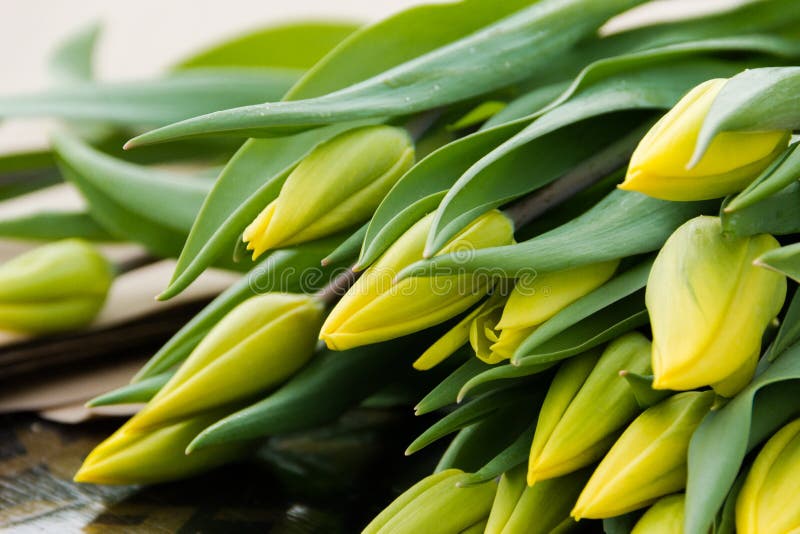 Beautiful Yellow Tulips, Spring Flowers Floriculture. Selective Focus ...