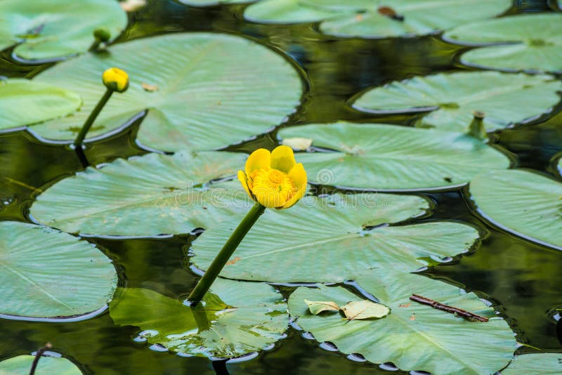 Beautiful Yellow Water Lily in a Lake. Spatterdock Stock Image - Image ...