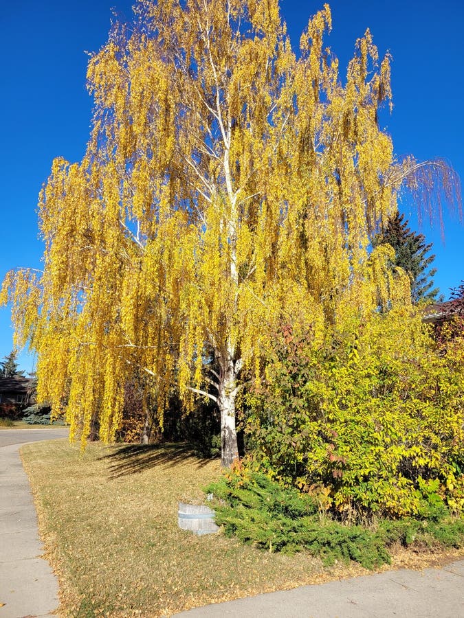 Beautiful Yellow Weeping Birch Tree Stock Photo - Image of maple ...