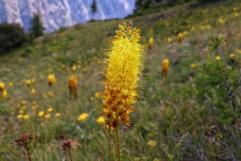 A Beautiful Yellow Wild Flower. Stock Photo - Image of yellow, scenic ...