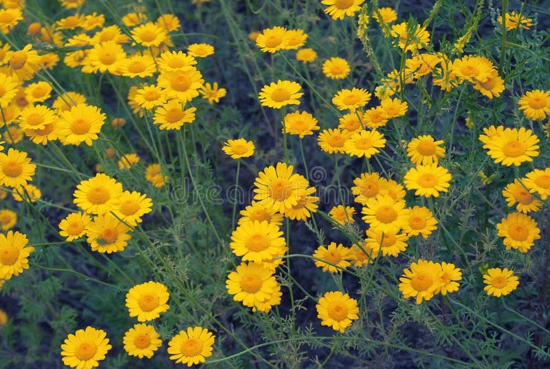 Beautiful Yellow Wild Flower Daisy Chamomile Close-up on Glade in ...
