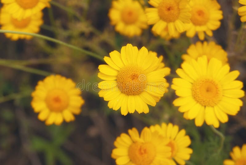 Beautiful Yellow Wild Flower Daisy Chamomile Close-up on Glade in ...