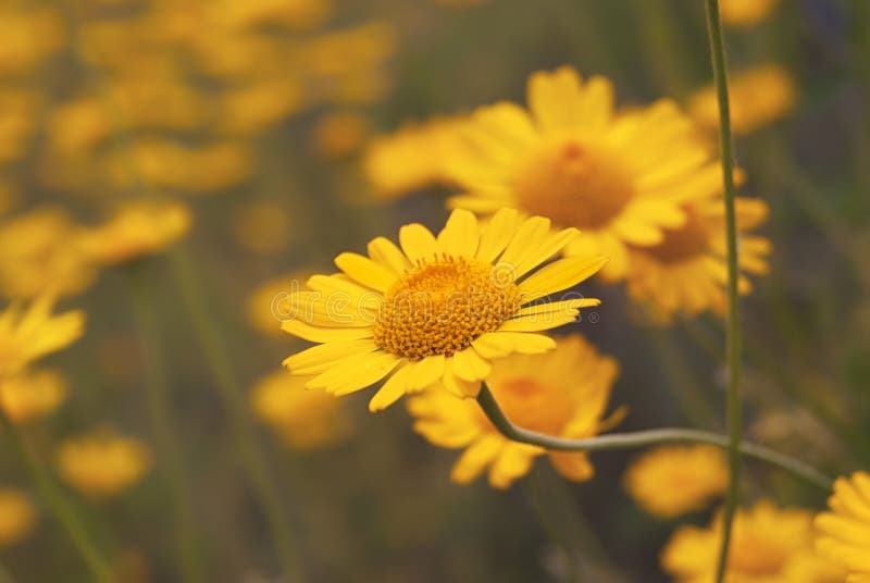 Beautiful Yellow Wild Flower Daisy Close-up on Glade Stock Photo ...
