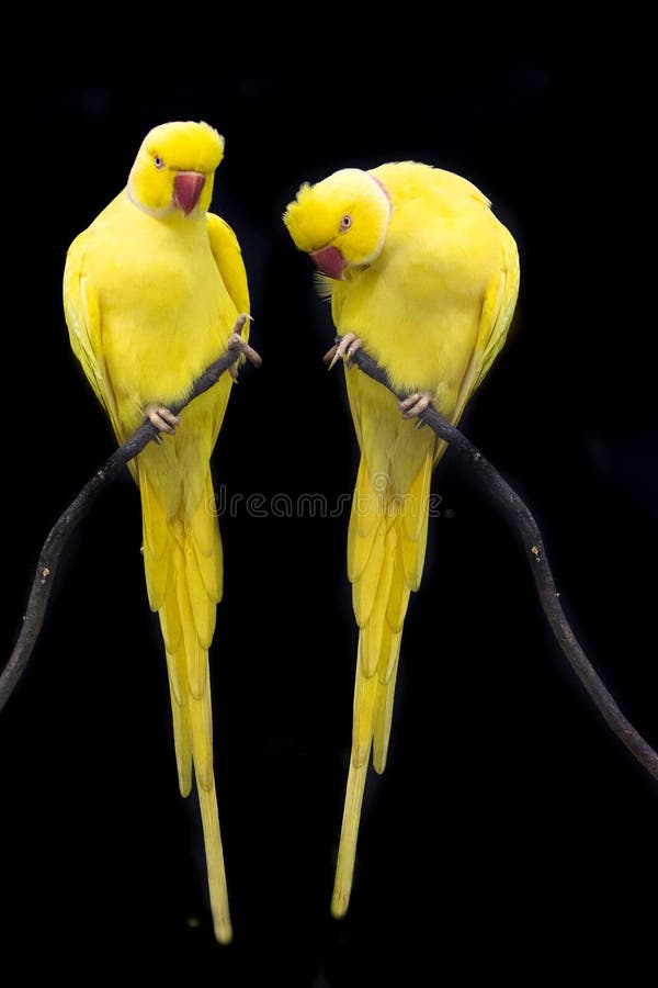 Beautiful Yellow in the Zoo Stock Photo - Image of krameri, avian ...