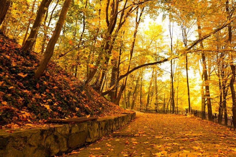 Beautiful Yellowed Trees and Paved Pathway in Park Stock Image - Image ...