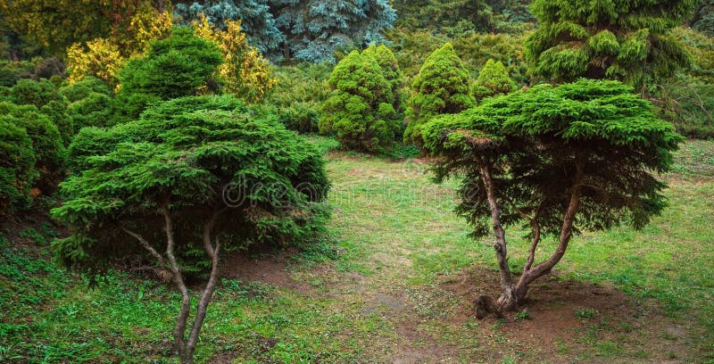 Beautiful yew trees stock image. Image of green, plant - 86132635
