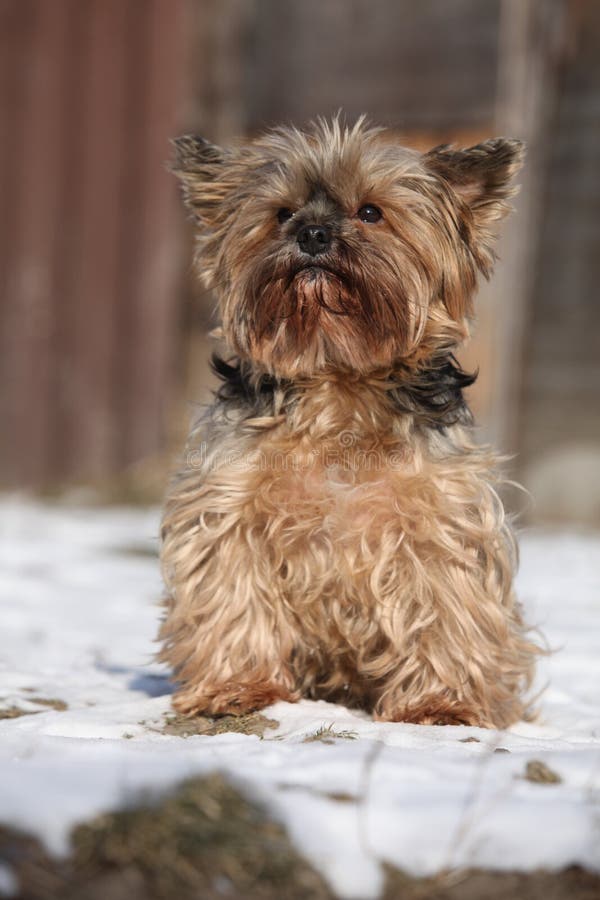Beautiful Yorkshire Terrier in Winter Stock Photo - Image of ...
