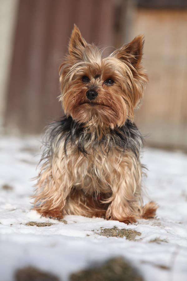 Beautiful Yorkshire Terrier in Winter Stock Photo - Image of ...