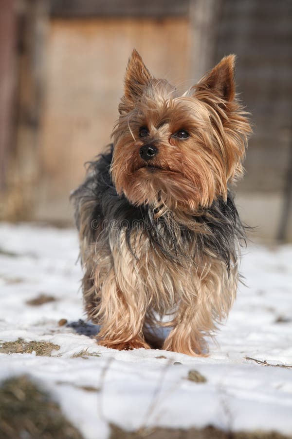 Beautiful Yorkshire Terrier in Winter Stock Photo - Image of pedigree ...