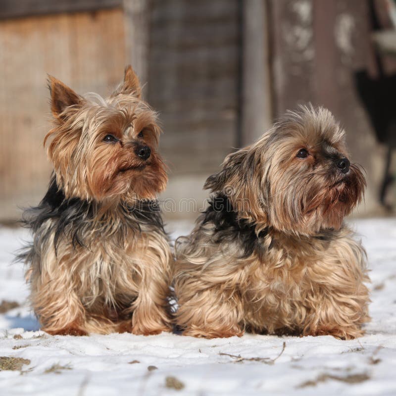 Beautiful Yorkshire Terriers in Winter Stock Photo - Image of terrier ...