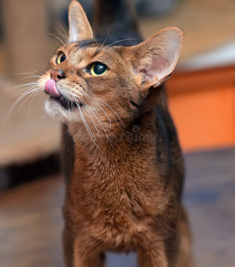 Beautiful Young Abyssinian Cat Stock Image - Image of lovable, kitten ...