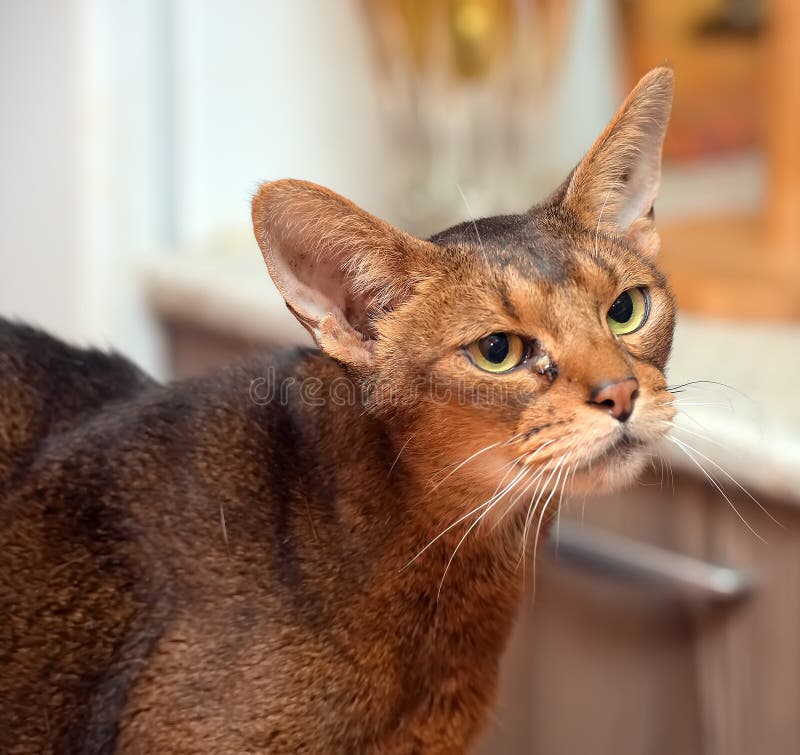 Beautiful Young Abyssinian Cat Stock Image - Image of lovable, orange ...