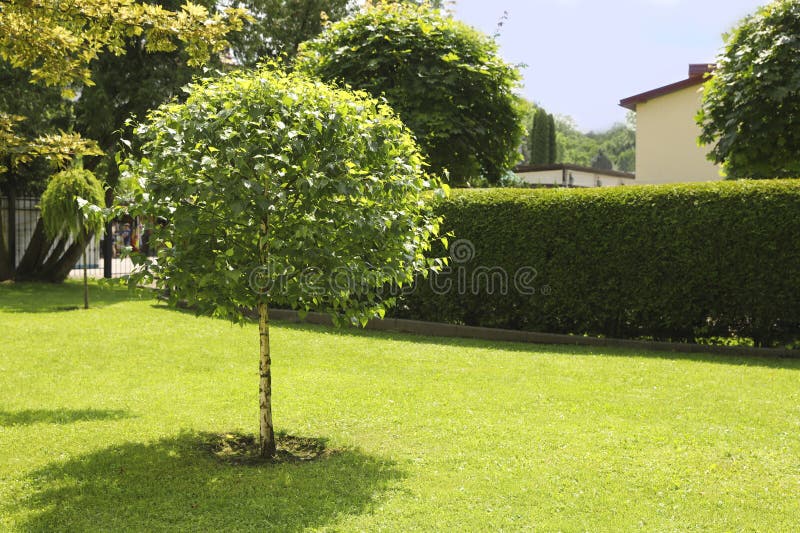 Beautiful Young Birch Tree Growing in Garden, Space for Text Stock ...