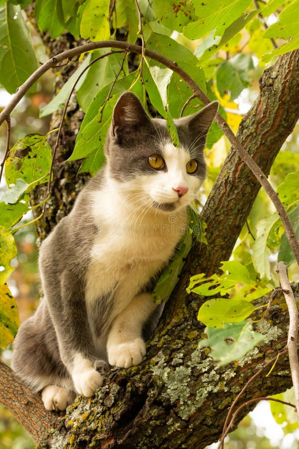 Beautiful, Young, Blue and White Spotted Cat Up in a Persimmon Tree ...