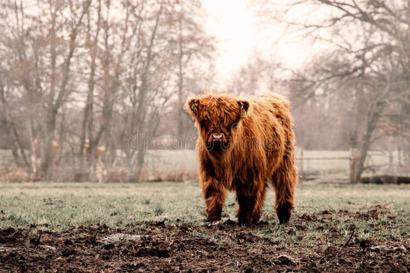 Close Up of a Beautiful, Young Brown Scottish Highland Cow in Grass ...