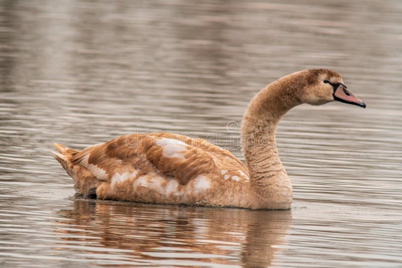 Beautiful Young Brown Swan Swims on a Pond Stock Photo - Image of ...
