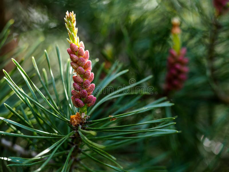 Beautiful Young Bump on a Coniferous Tree Stock Photo - Image of ...