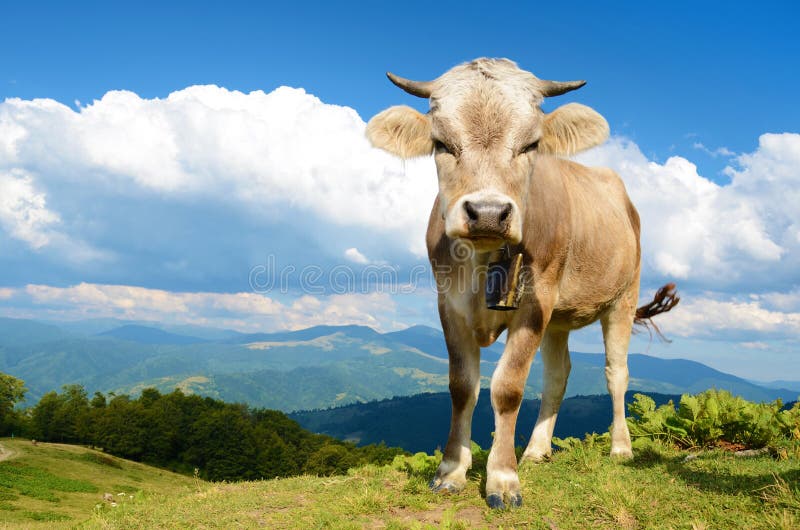 Beautiful Young Calf in the Mountains on the Background of Cloud Stock ...