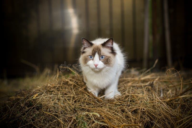 129 Ragdoll Walking Stock Photos - Free & Royalty-Free Stock Photos ...