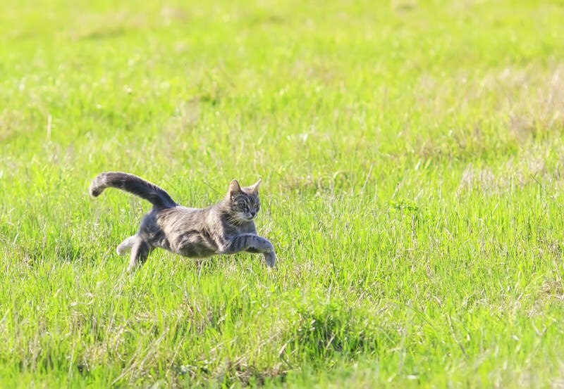 Beautiful Young Cat Rapidly Running through Green Spring Meadow Stock ...