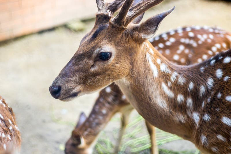 Beautiful Young Chital or Spotted Deer Close Up Face Stock Image ...