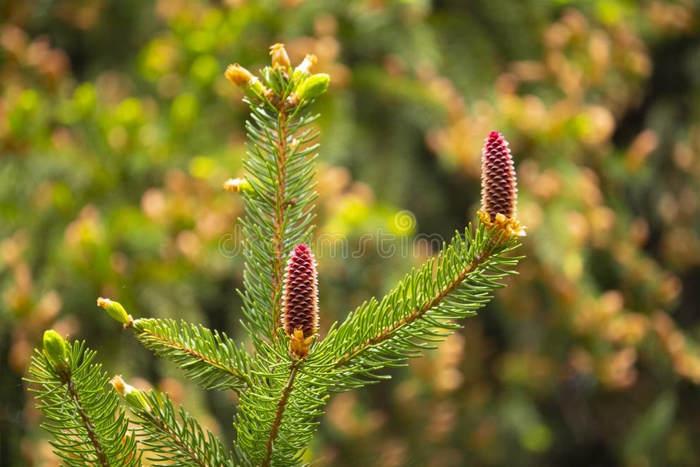 Beautiful Young Cones of Spruce Stock Image - Image of tree, morning: 370536043
