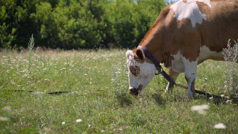 Beautiful Young Cow is Eating Grass. Cow Face on the Farm Looks and ...
