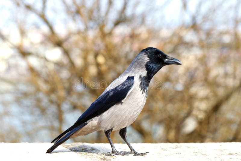 Beautiful young crow stock photo. Image of eurasian, outdoor - 72744360
