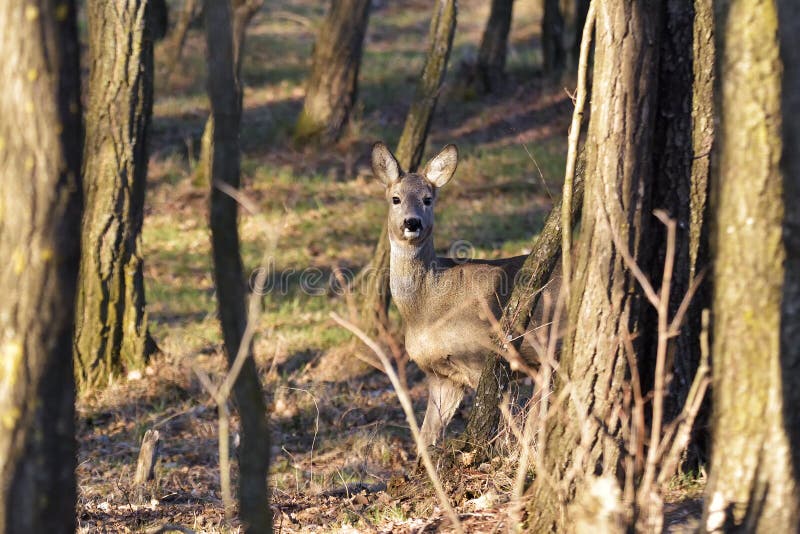 The Beautiful Young Deer in Forest Cervidae Stock Photo - Image of ...