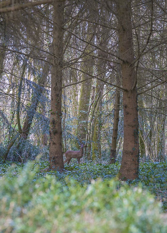 Beautiful Young Deer in the Spring Forest Stock Image - Image of ...
