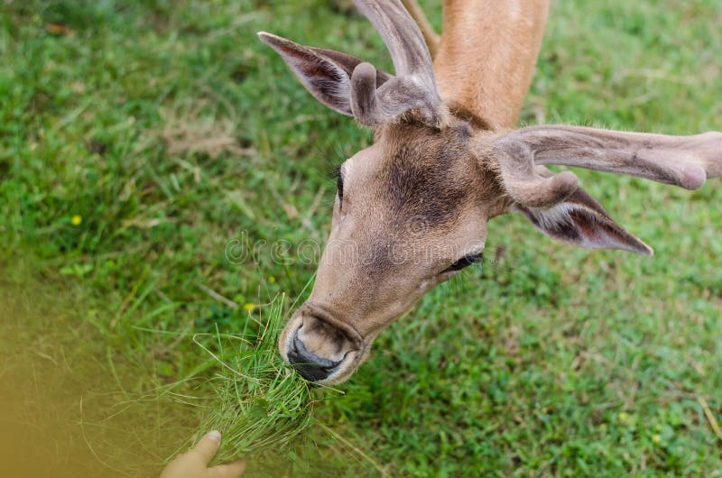 Beautiful young doe stock image. Image of meadow, feed - 88937697