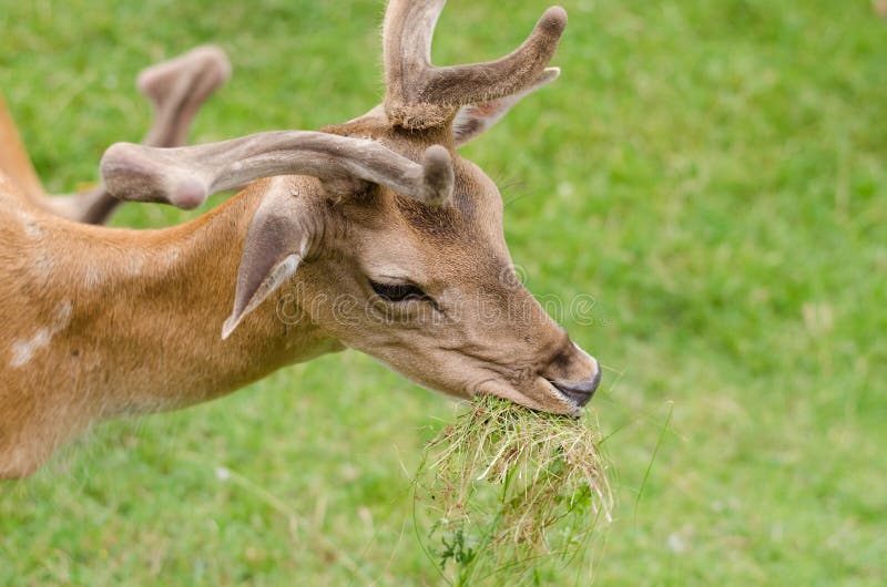 Beautiful young doe stock image. Image of meadow, wildlife - 88937489