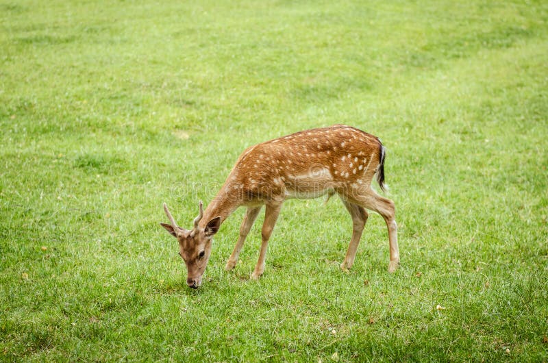Beautiful young doe stock image. Image of mammal, nature - 88937783