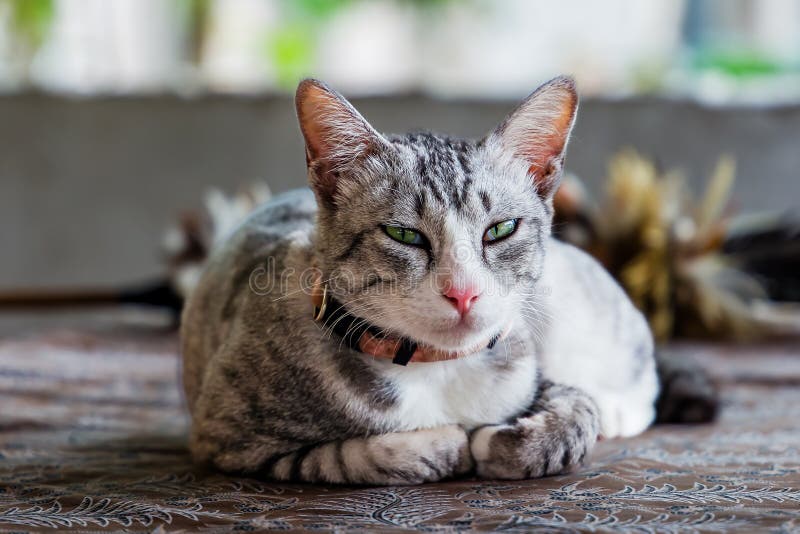 Beautiful Young Domestic Cat Dozing on a Table Top Stock Photo - Image ...
