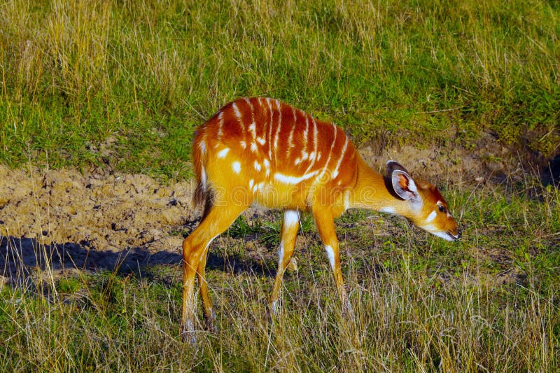 Beautiful Young Fawn in a Meadow in the Wild. Stock Photo - Image of ...