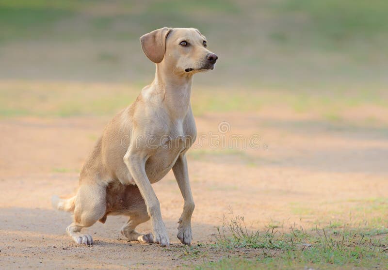 Beautiful young female dog stock image. Image of breed - 35711443