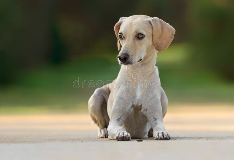 Beautiful young female dog stock photo. Image of away - 35711280