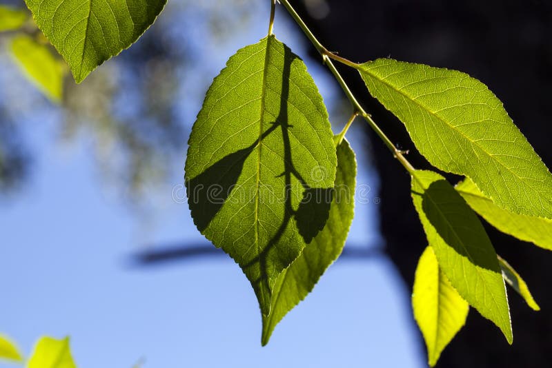 Beautiful Young Foliage of Green Trees Stock Image - Image of ...